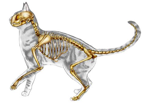 What Are Cat Bones Made Of At Mason Duckworth Blog
