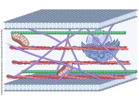 Structural Organelles Integrated Human Anatomy And Physiology
