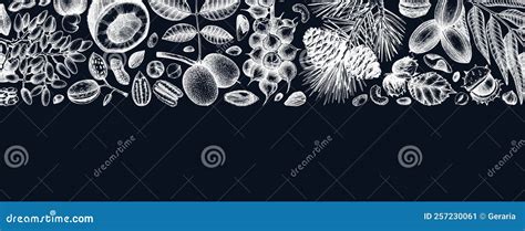Vector Nuts Banner On Chalkboard Vintage Nuts Background In Sketched
