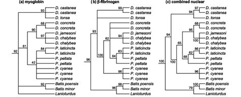 Strict Consensus Trees From Parsimony Analyses Of A Myoglobin