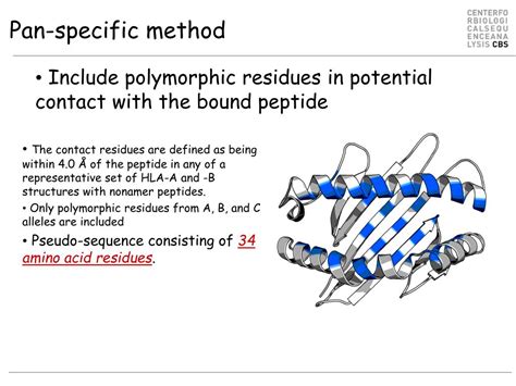 Ppt Mhc Binding And Mhc Polymorphism Powerpoint Presentation Free