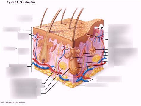 Layers Of Epidermis Quiz At Jose Hopkins Blog