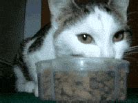 Cat Eating Chips S Find And Share On Giphy