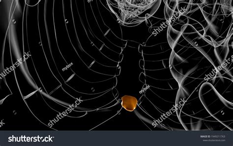 Human Skeleton Xiphoid Process Anatomy 3d Stock Illustration 1949211763