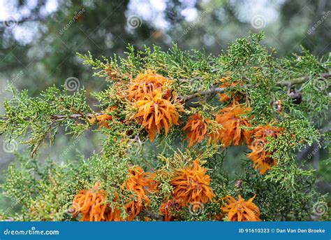 Cedar Apple Rust Stock Image Image Of Green Rust Parasite 91610323
