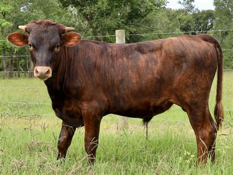 3e Mist X Db Chard Fiddler Bull Calf