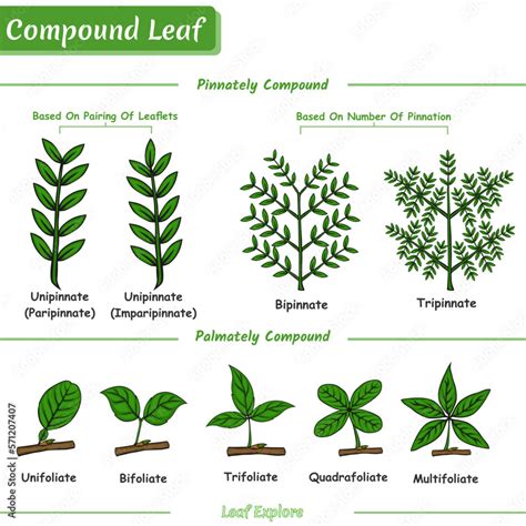 Different Types Of Leaves In Plants And Trees Pinnately Compound Leaf