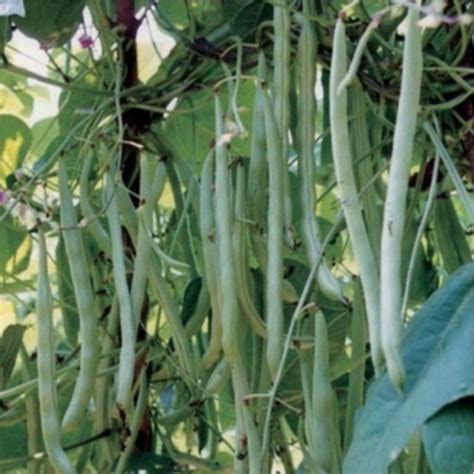 Jual Bisa Bayar Di Tempat Buncis Biji Hitam 25 Biji Benih Seed Seeds Bibit Buncis Hitam Unggul