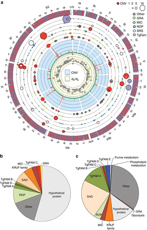 Composition Of The T Gondii Genome A Circos Representational Plot