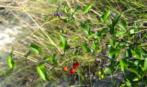 11 Types Of Vine Weeds [easy Identification With Photos]