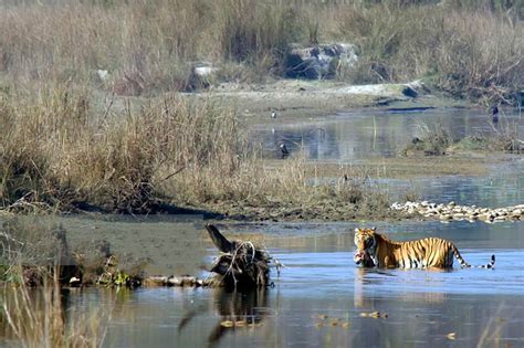 Tiger Tracking In Bardia National Park Private Safari