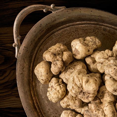 이탈리아 프레쉬 화이트 트러플 생트러플 송로버섯 25g 어거스트테이블 공식