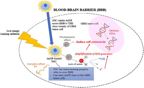 Targeted Delivery Of Gold Nanoparticles By Neural Stem Cells To Glioblastoma For Enhanced