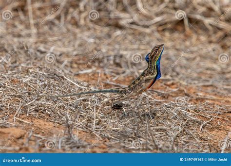 Sarada Superba The Large Fan Throated Lizard Gives A Superb Display