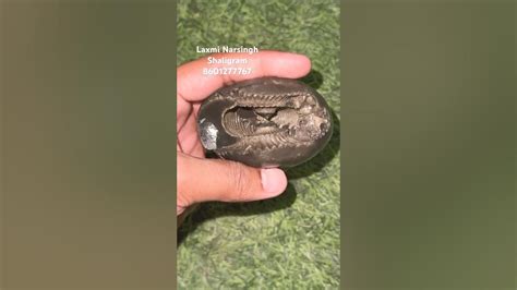 Narsimha Narsingh Real Shaligram Bhagwan Nepal Gandaki Nadi Shorts Vishnu Narayan Bhakti