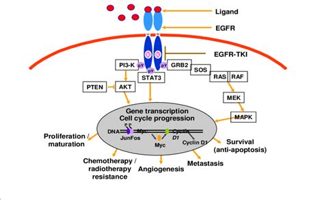 Tyrosinemia Pathway