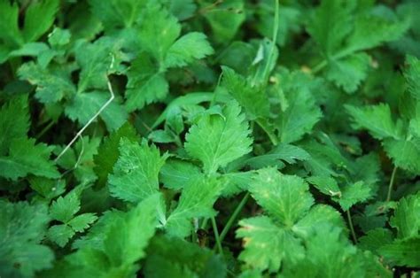 10种既养生又能赚大钱的野菜
