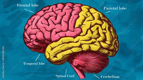 Human Brain Anatomy With Brain Parts Names Frontal Lobe Cerebellum