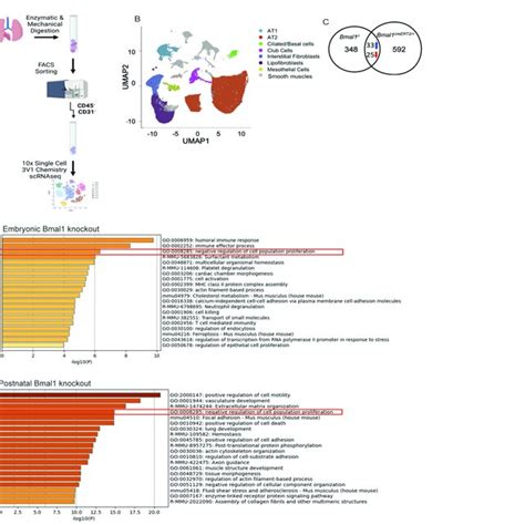 Single Cell Transcriptome Analysis Of Bmal1 Lung Cells Reveals Download Scientific Diagram