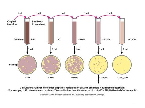 Pour Plate Method Procedure Uses Dis Advantages • Microbe Online