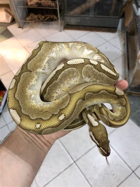 Python regius Bamboo 2 3 ŚMIETNIK GIEŁDOWY terrarium pl