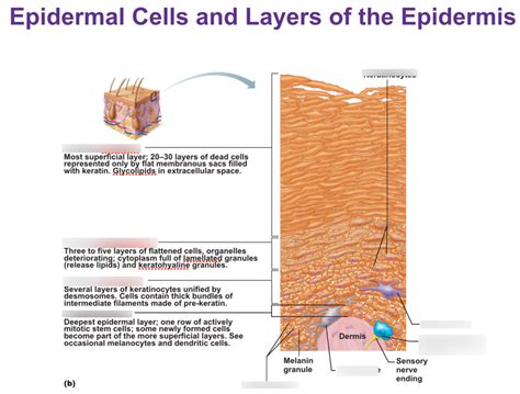 Epidermal Cells And Layers Of The Epidermis Diagram Quizlet