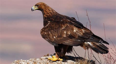 Aguila Real En Teotihuacán José Cárdenas