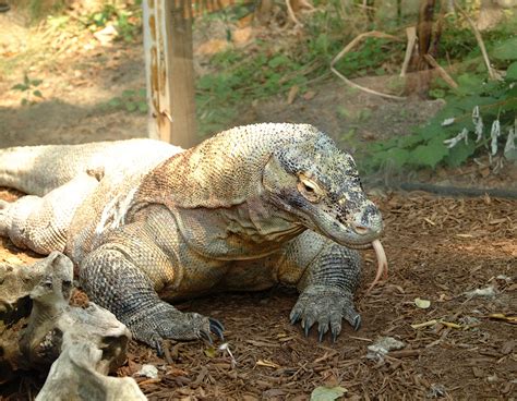Fotos Gratis Fauna Silvestre Zoo Reptil Iguana Lagartija