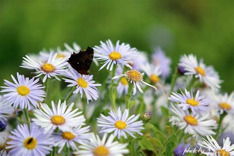 첨성대 핑크뮬리 국내 가을 경주 여행으로 최고~ 네이버 블로그