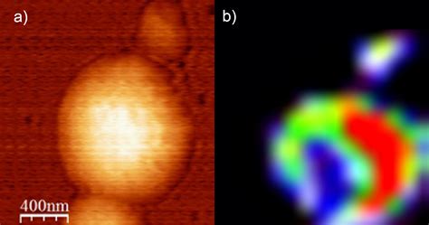 Raman Spm Afm Combined Systems