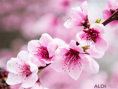 Пролетни пейзажи Hd тапети за десктоп и телефони снимки от Aldi Pics