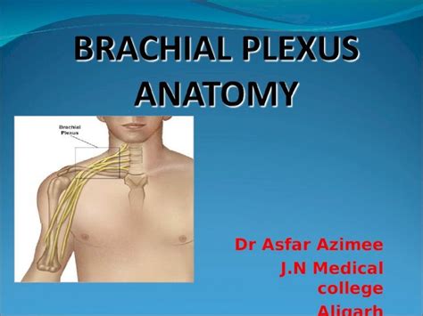 Ppt Anatomy Of Brachial Plexus Dokumen Tips
