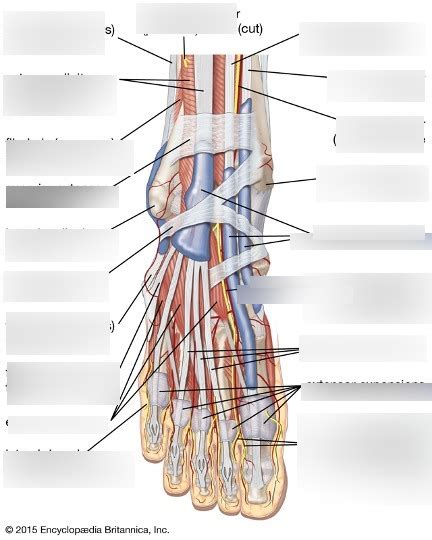 Extensor Expansion Diagram Quizlet