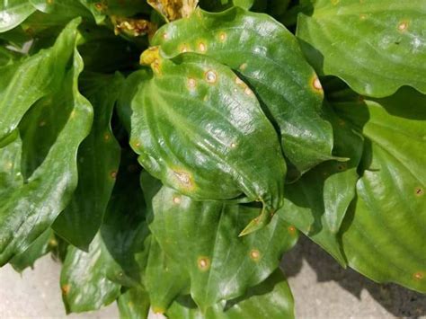 9 Most Common Hosta Diseases With Pictures World Of Garden Plants