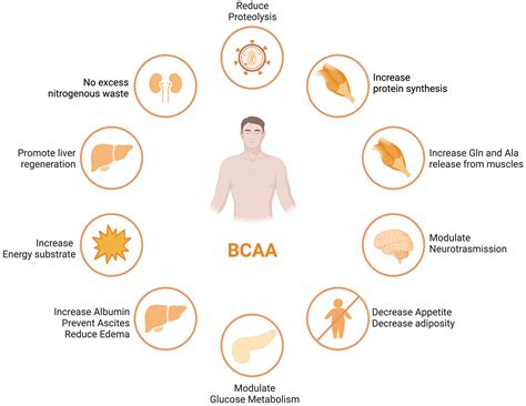 Benefits Of Bcaa 5 Key Advantages