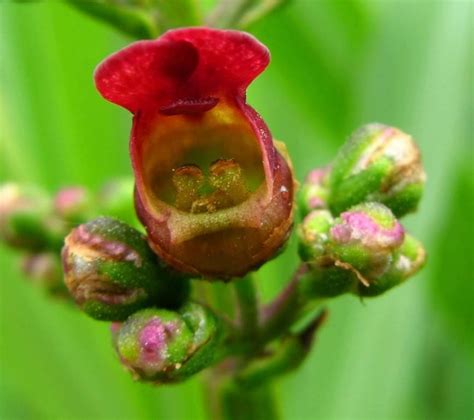 1000 Eastern Figwort Late Figwort Carpenters Square Scrophularia M Seedville Usa