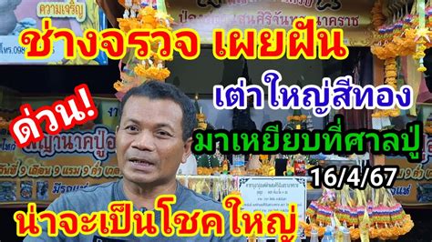 ด่วน น่าจะเป็นโชคใหญ่ ช่างจรวจ เผยฝัน เต่าสีทองมาเหยียบศาลปู่องค์ดำ ห้ามพลาด 16 4 67 หลวงปู่ทวด