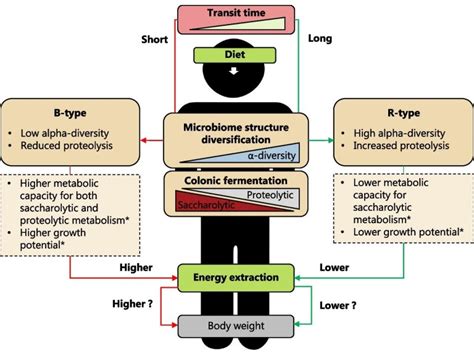 Bactérias Benéficas De Algumas Pessoas Obtêm Mais Energia Do Mesmo Alimento
