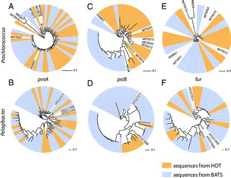 Three Examples Of Phylogenetic Patterns Observed In Prochlorococcus And Download Scientific