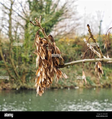 Hanging Seed Pods Hi Res Stock Photography And Images Alamy