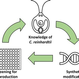 Synthetic Biology Design Build Test Learn Cycle For Improving H2 Download Scientific Diagram