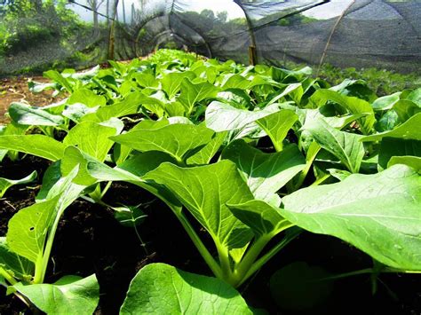 Youth Center Grows Hope And Organic Pechay