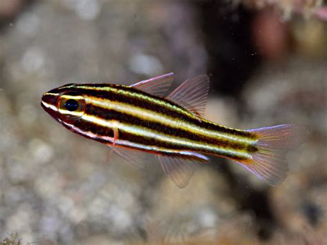 ウスジマイシモチ Izuzuki海の生き物大図鑑 笑