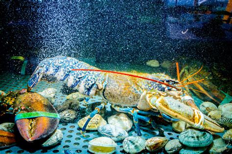 판매를 위한 다채로운 가재 레스토랑에서 수족관 내부 바다 갑각류 갈고리 발톱에 대한 스톡 사진 및 기타 이미지 갈고리 발톱 감금 상태 갑각류 Istock