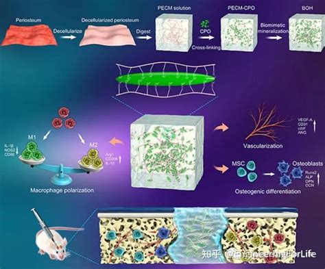 《acs Ami》：原位仿生矿化水凝胶用于加速骨再生 知乎
