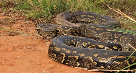 Питон распарчен на парчиња потврдена е болната вистина Вечер 1963 Vecer Mk