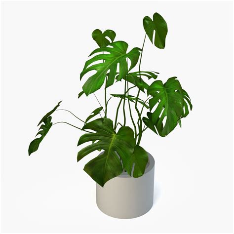 Monestra 3d 모델 9 Ma Obj Max Fbx Free3d