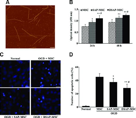 morphologic characterization of dsap and its effect on viability and
