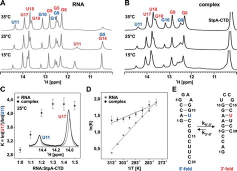 A B Imino Proton Region Of 1 H Nmr Spectra Of 20 Nt Rna Sequence At