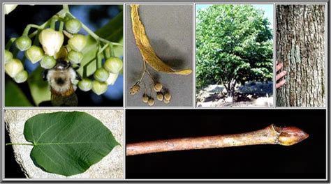 Forestry Tree ID Flashcards Quizlet Forestry Tree ID Flashcards Quizlet